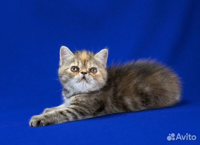 Котенок экзотический