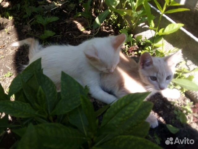 Котята