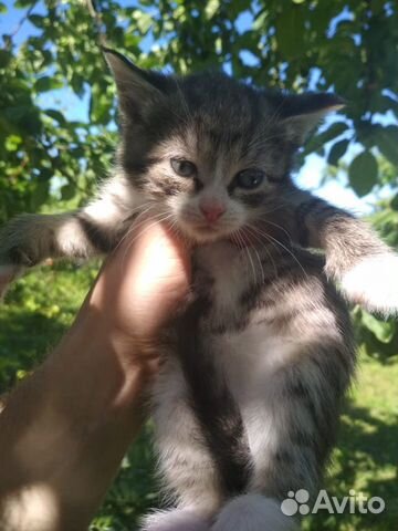 Кошка Маняшка 2 мес