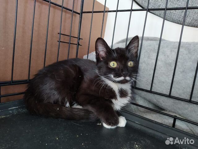 Кот Сэр Сальвадор