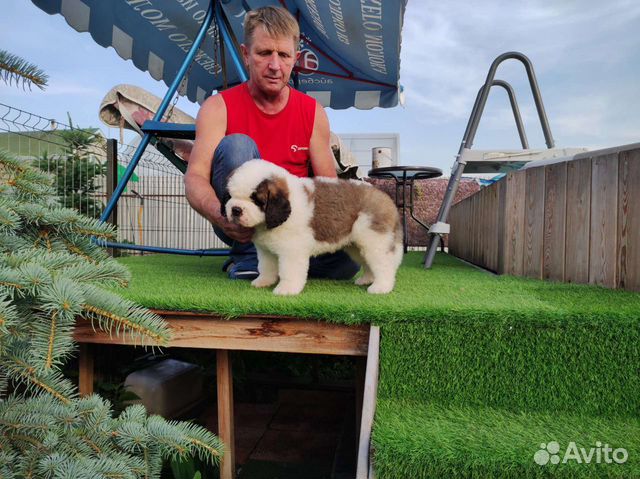 Щенок Фан-Фан Тюльпан