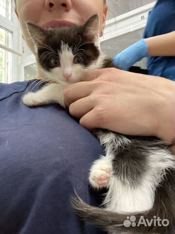 Котёнок Нюша в дар