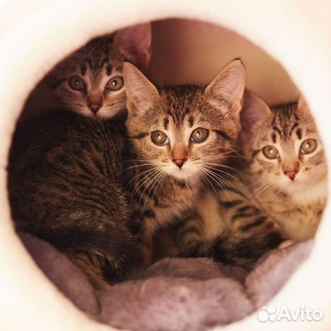 Красивейшие тройняшки 2 мес