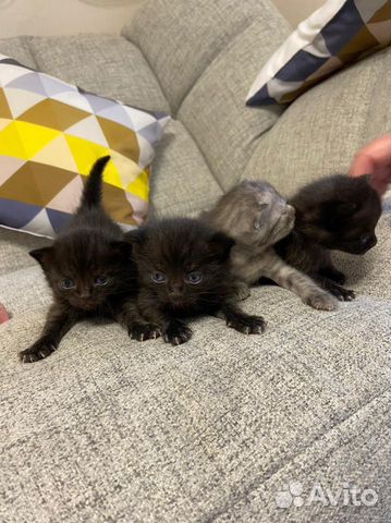 Котята шатландцы