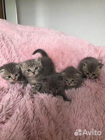 Британские котята