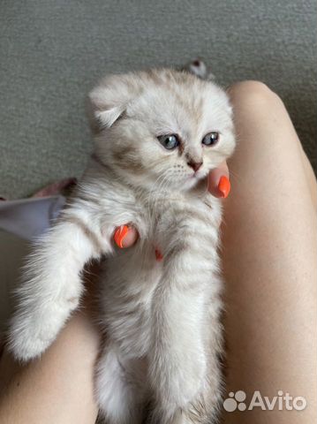 Котята шотландцы