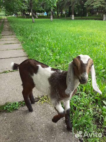 Нубийские козы