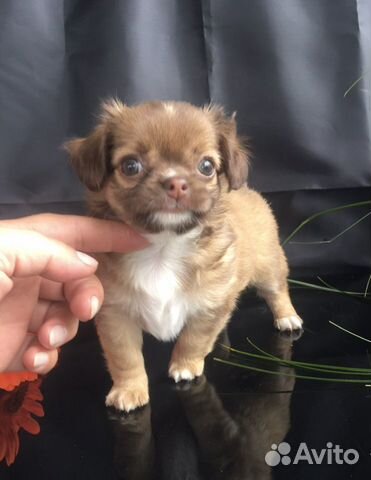 Чихуахуа Жужа