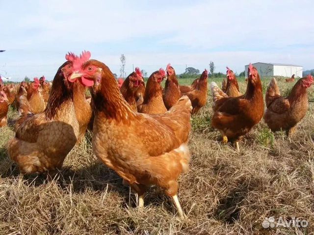 Ломан Браун