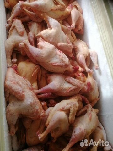 Куры домашние