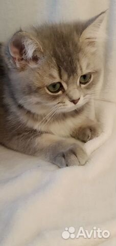 Британский породистый котенок Шанти Лунна