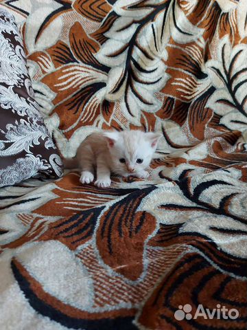 Шотландский котик