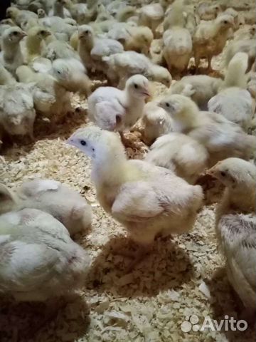 Цыплята бройлеры подрощенные