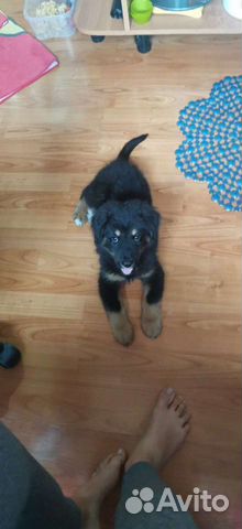 Немецкая овчарка