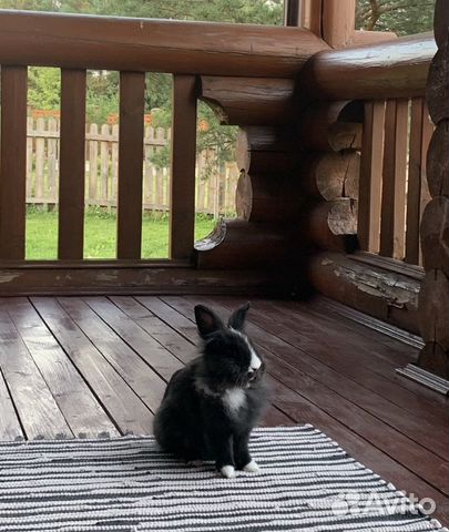 Кролик с вольером