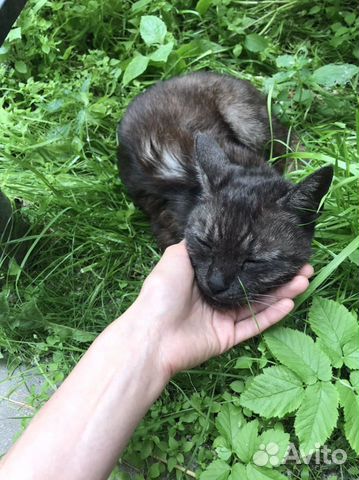 Самая ласковая и умная кошка