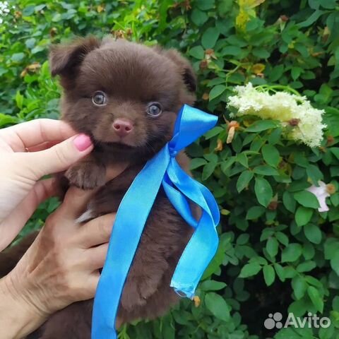 Чихуахуа мальчик (щенок)