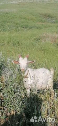 Козёл молодой