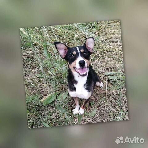 Мелкий кобелек в добрые руки