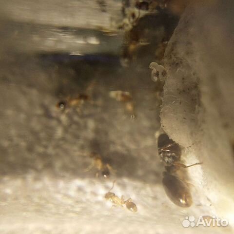 Муравьи вида Tetramorium impurum