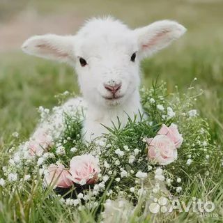 Ягнята