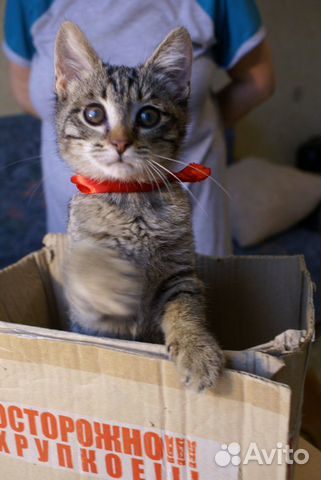 Котёнок с буквой М на лбу