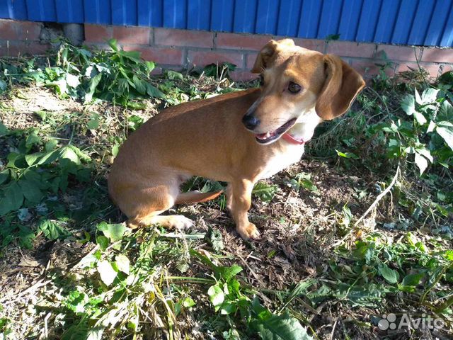 Отдам в хорошие руки таксу