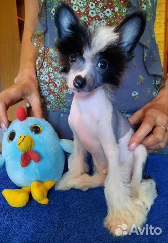 Китайская хохлатая голая