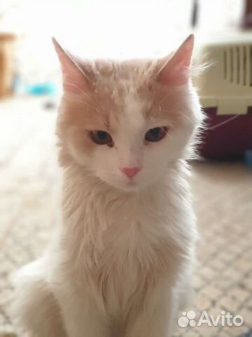 Ангорский котик Ангел