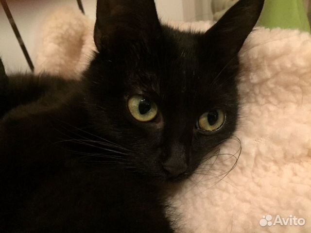 Ищет любящего человека мегаласковая кошечка ласкун