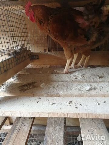 Продам петухов