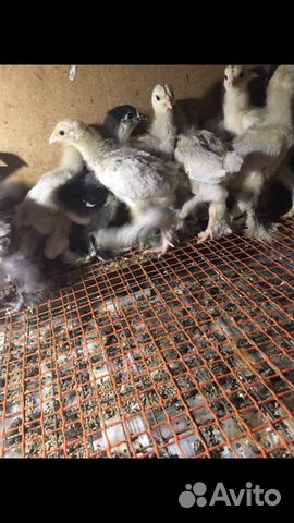 Цыпленок Брама изабелловая