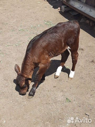 Телочка 1 месяц