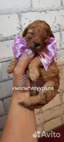 Той-пудель красный