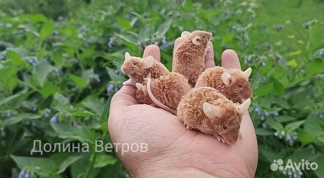 Декоративные мыши рексы мальчики и девочки
