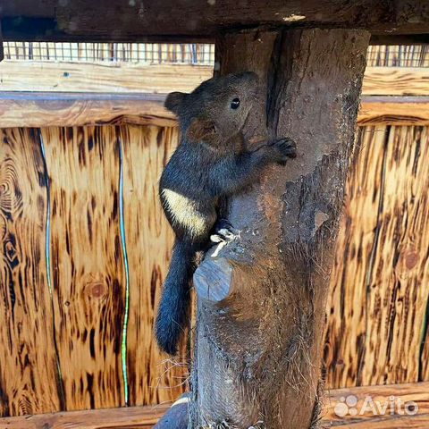 Бельчата черные Дальневосточная Маньчурская