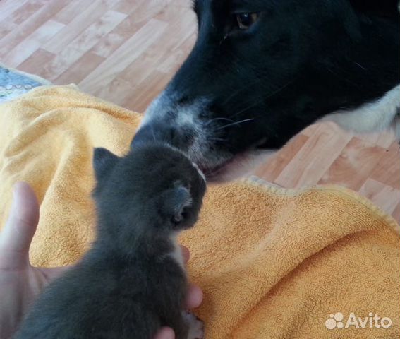 Малыши, в ответственные руки