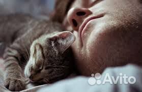 Котик 2.5 мес самый нежный и преданный