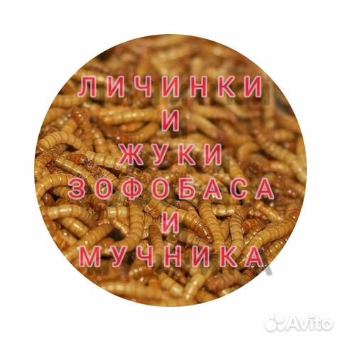 Зофобасы и мучники (жуки и личинки)