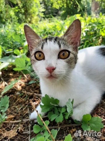 Кошка молодая совсем 4-5 мес
