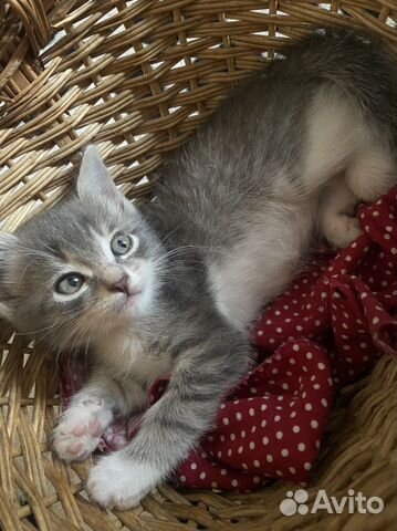 Котёнок