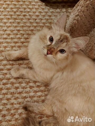 Кошка в дар 9 мес невская маскарадная