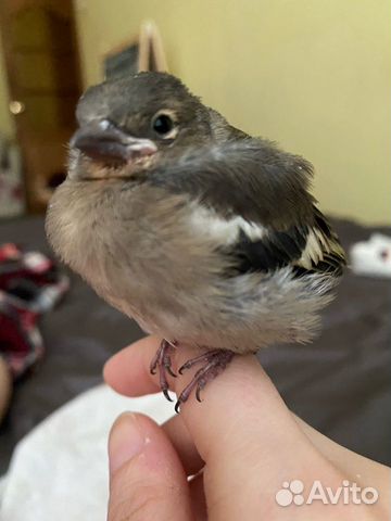 Птенец Зяблик