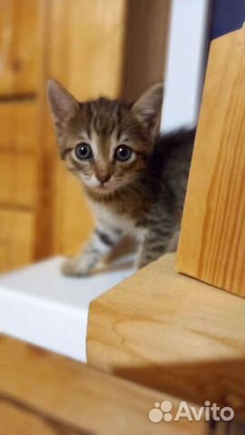 Котенок тигренок