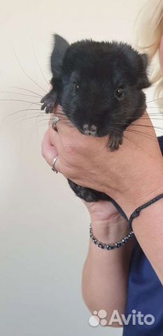 Шиншилла экстра дарк