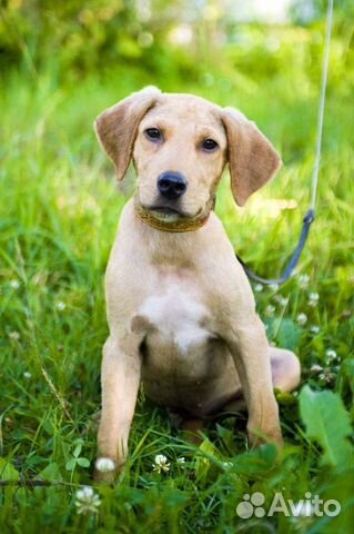 Веня-метис, возр. 3 мес