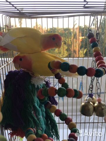 Попугай неразлучник розовощекий, самка и самец