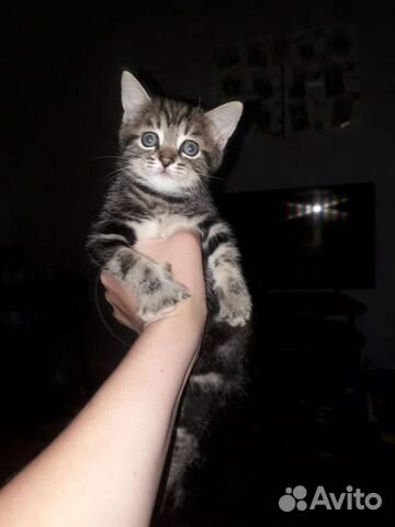 Котенок