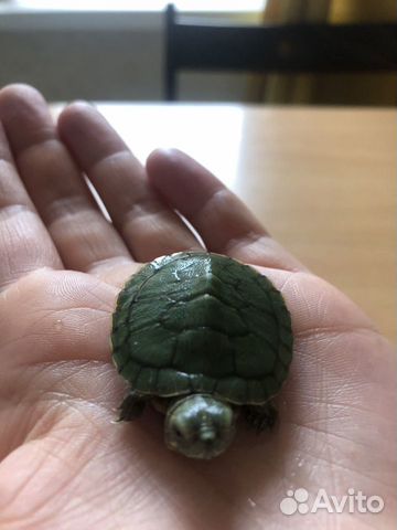 Черепашонок в хорошие руки