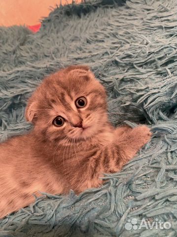 Шотландский котик